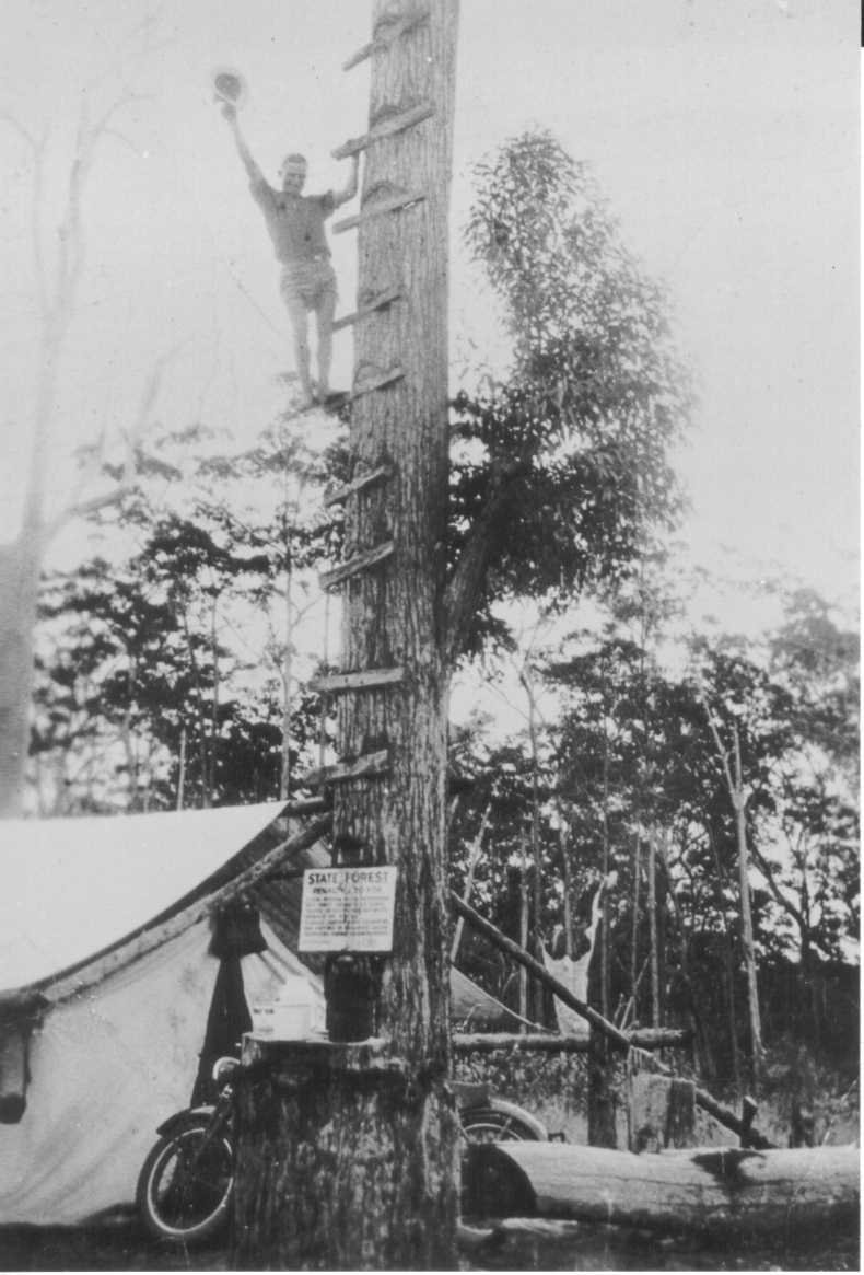 Cordalba Lookout Tree