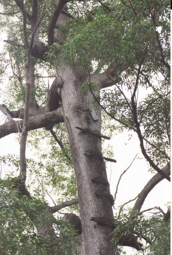 Cordalba Lookout Tree